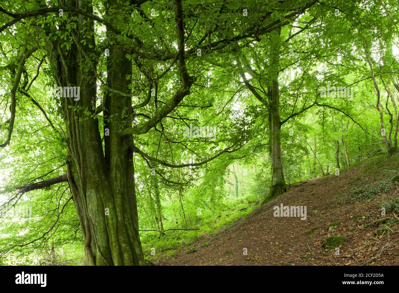 Limekiln wood hi-res stock photography and images - Alamy