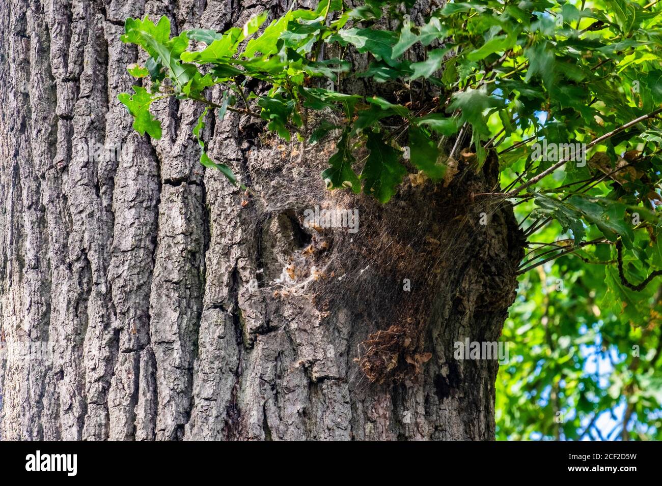 Oak processionary moth nest hi-res stock photography and images - Alamy