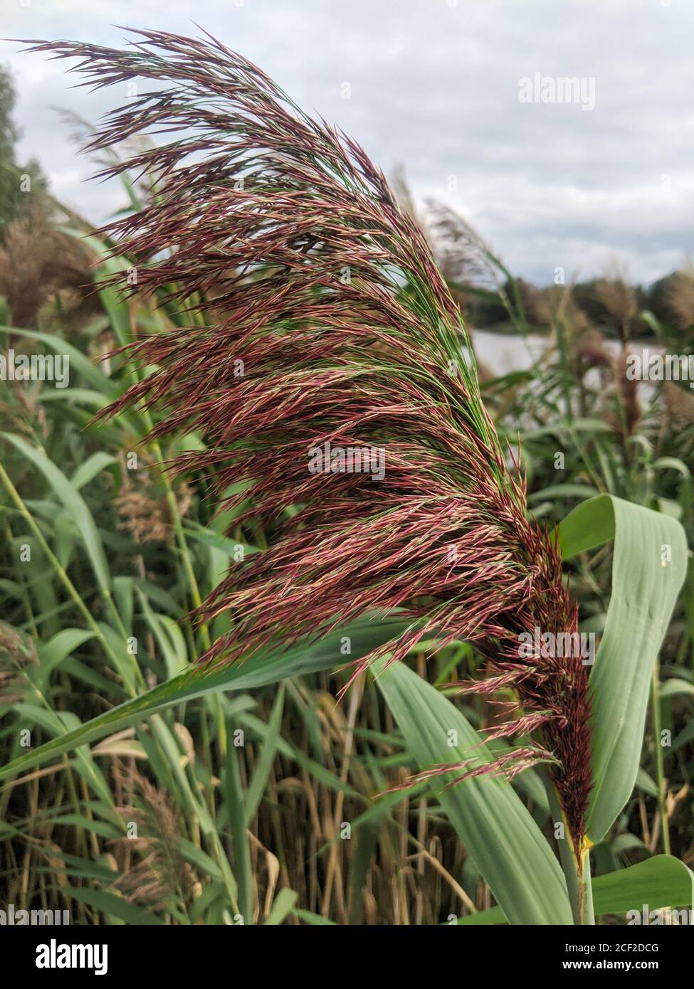 Purple feather grass hi-res stock photography and images - Alamy