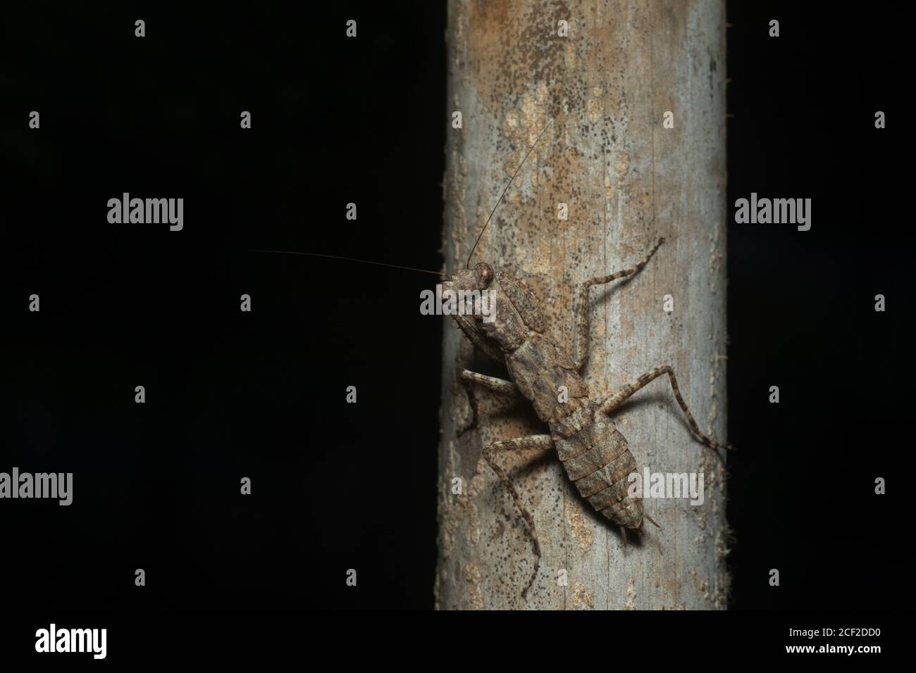 Bark Mantis common name given to various species of praying mantis ...