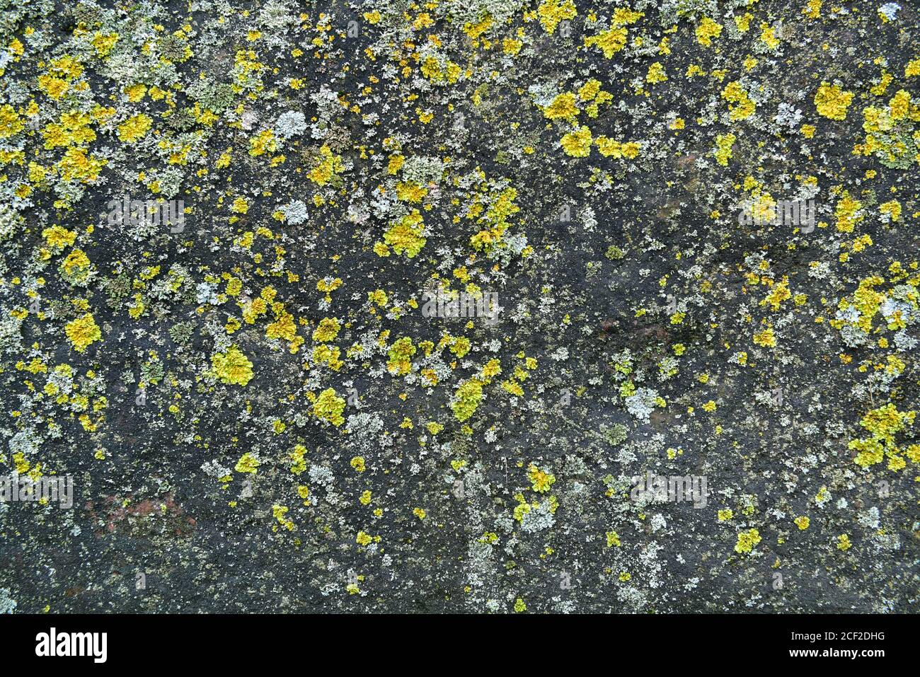 Stone and moss background. Photography for your design Stock Photo - Alamy