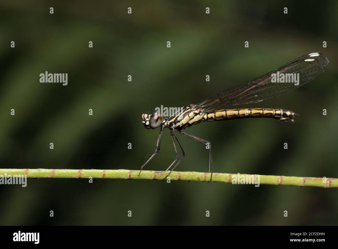 Damselfly on tree branch, Panna National Park, Madhya Pradesh, India ...