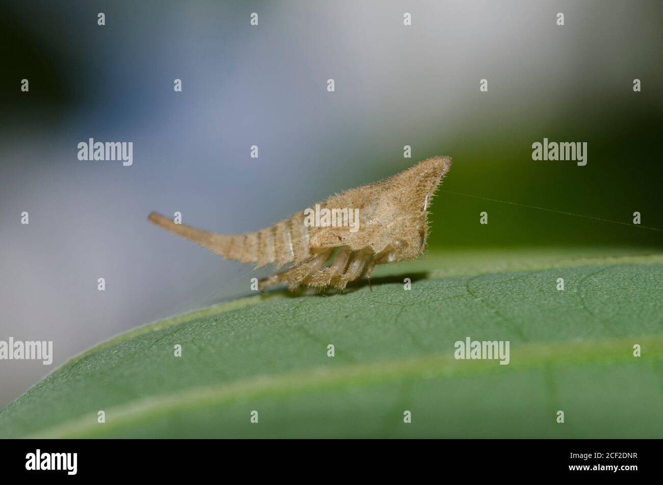 Membracidae Treehopper High Resolution Stock Photography and Images - Alamy