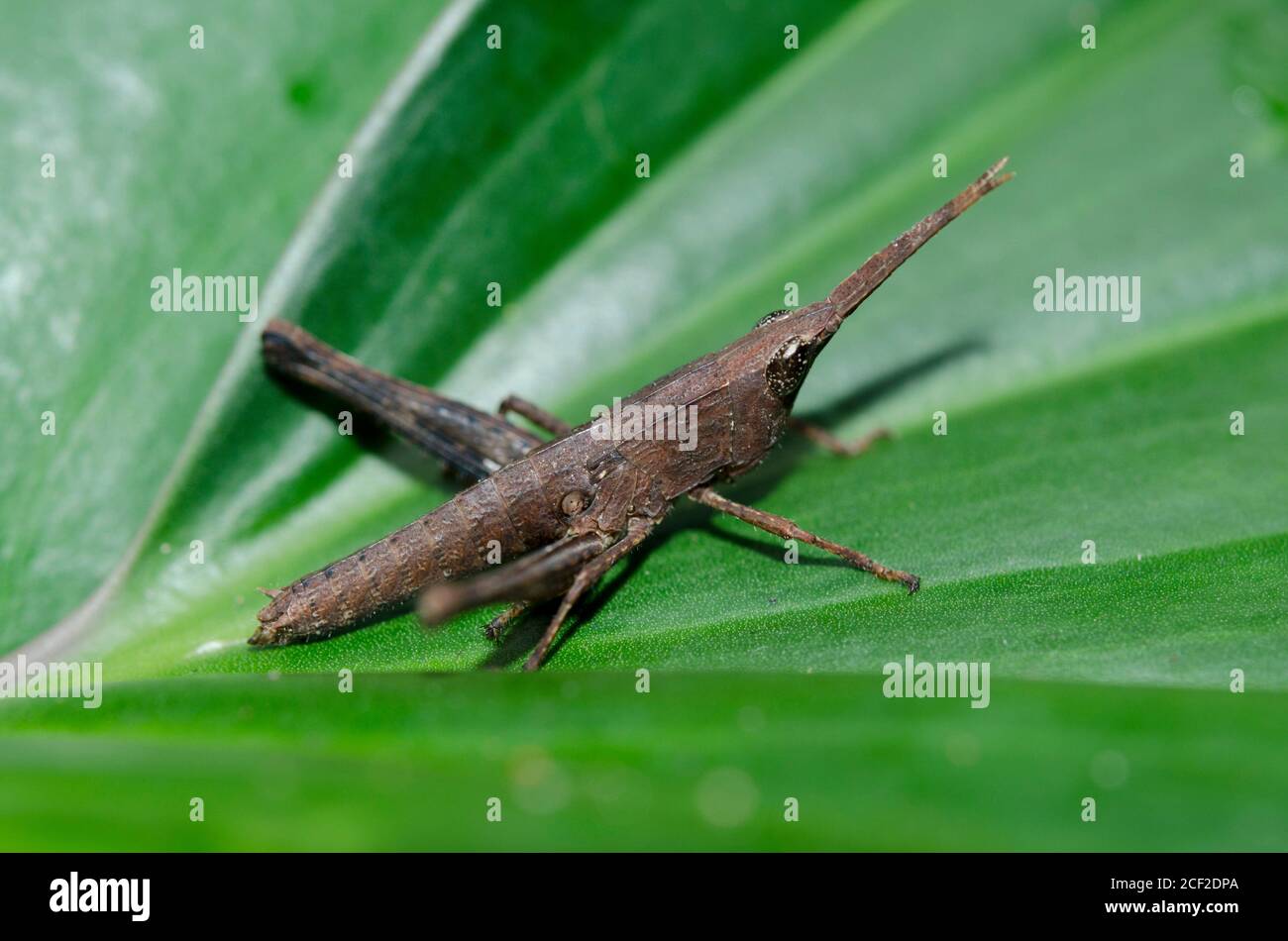 Grasshopper Side View High Resolution Stock Photography and Images - Alamy