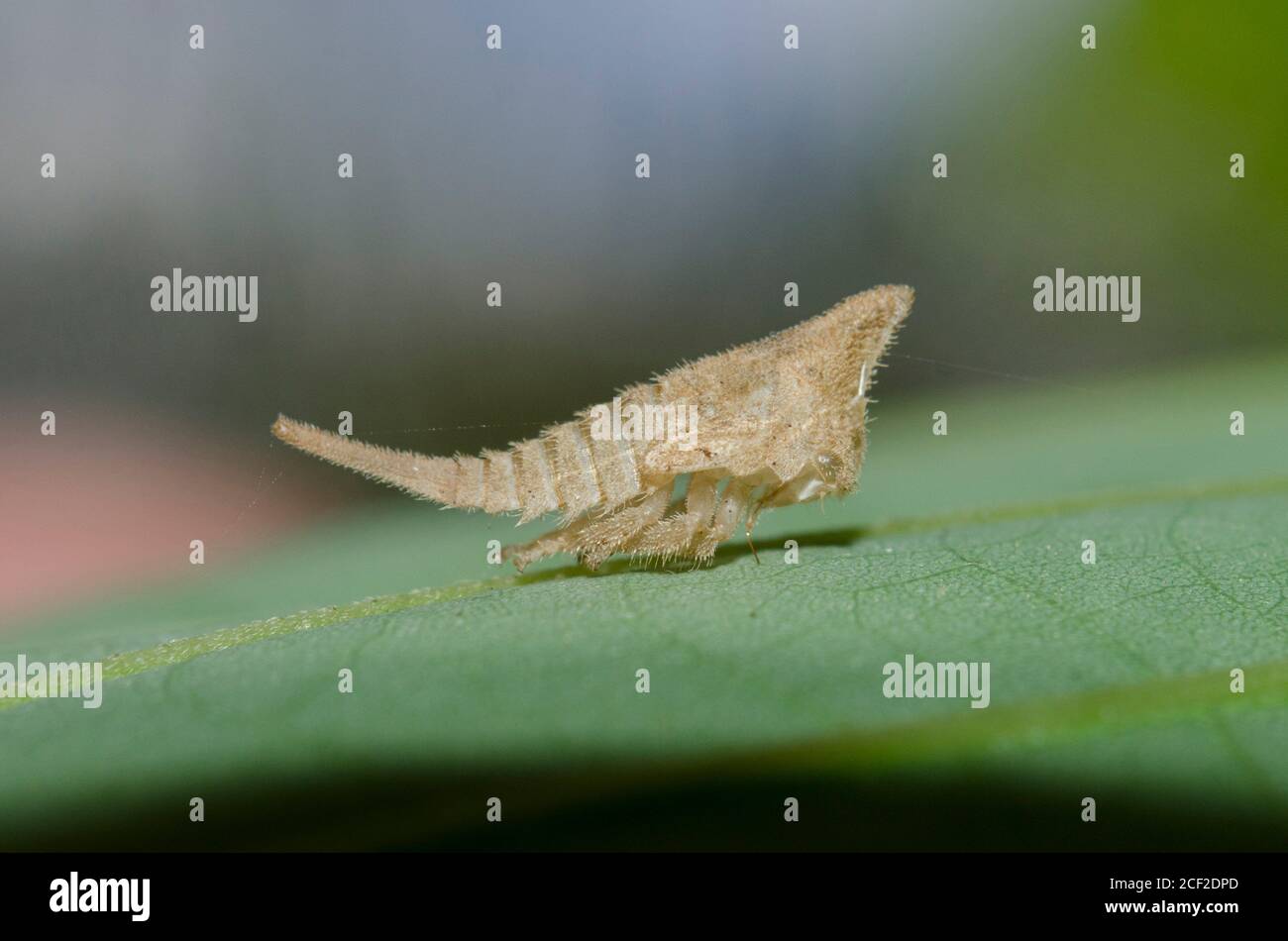 Membracidae Treehopper High Resolution Stock Photography and Images - Alamy