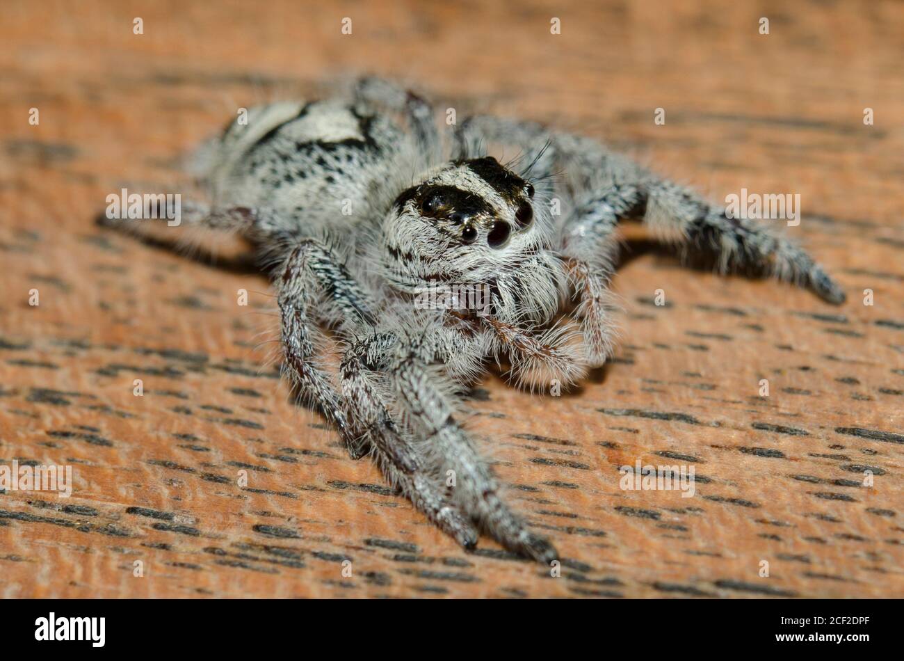 Hyllus High Resolution Stock Photography and Images - Alamy