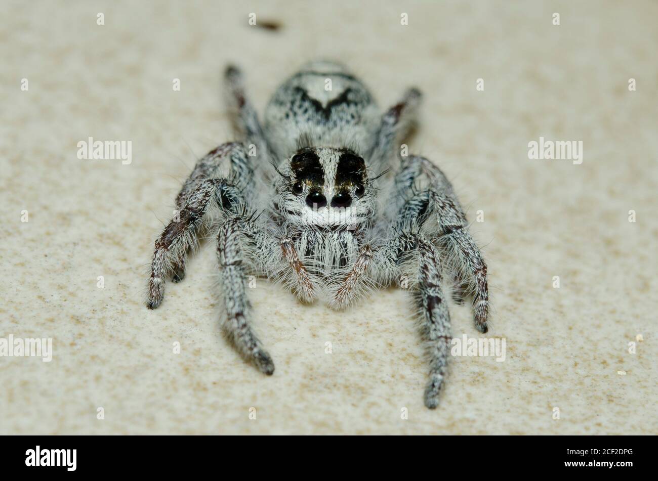 Hyllus High Resolution Stock Photography and Images - Alamy