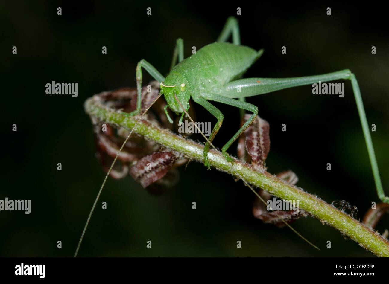Tettigoniidae Family High Resolution Stock Photography and Images - Alamy