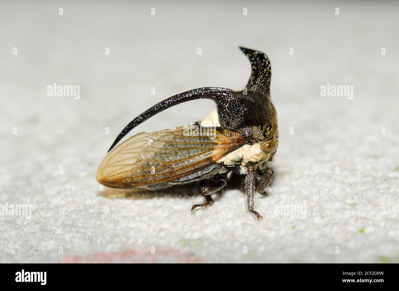 View of the pronotum hi-res stock photography and images - Alamy