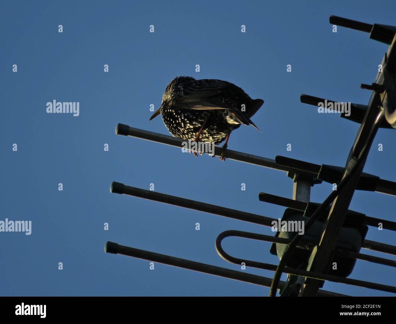 Wildlife starling hi-res stock photography and images - Alamy