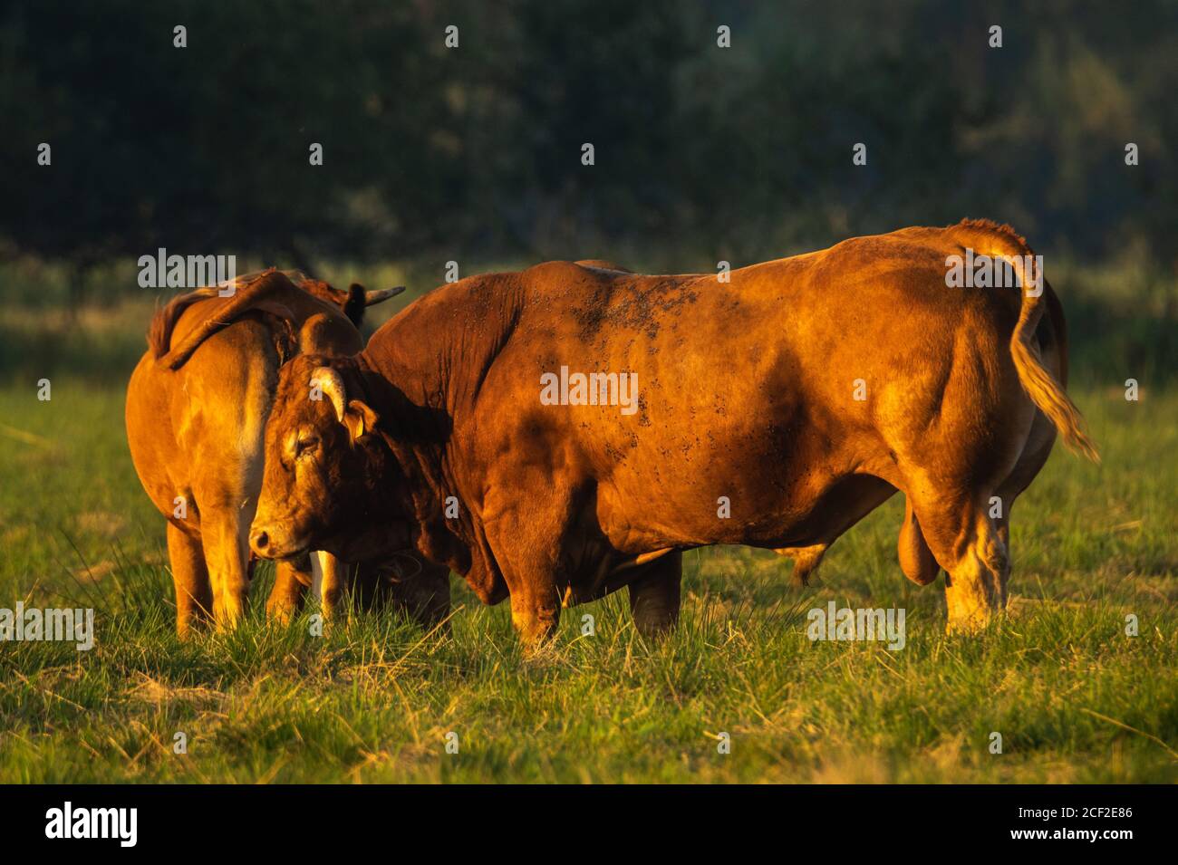 beefy breeding bull in the pasture Stock Photo - Alamy