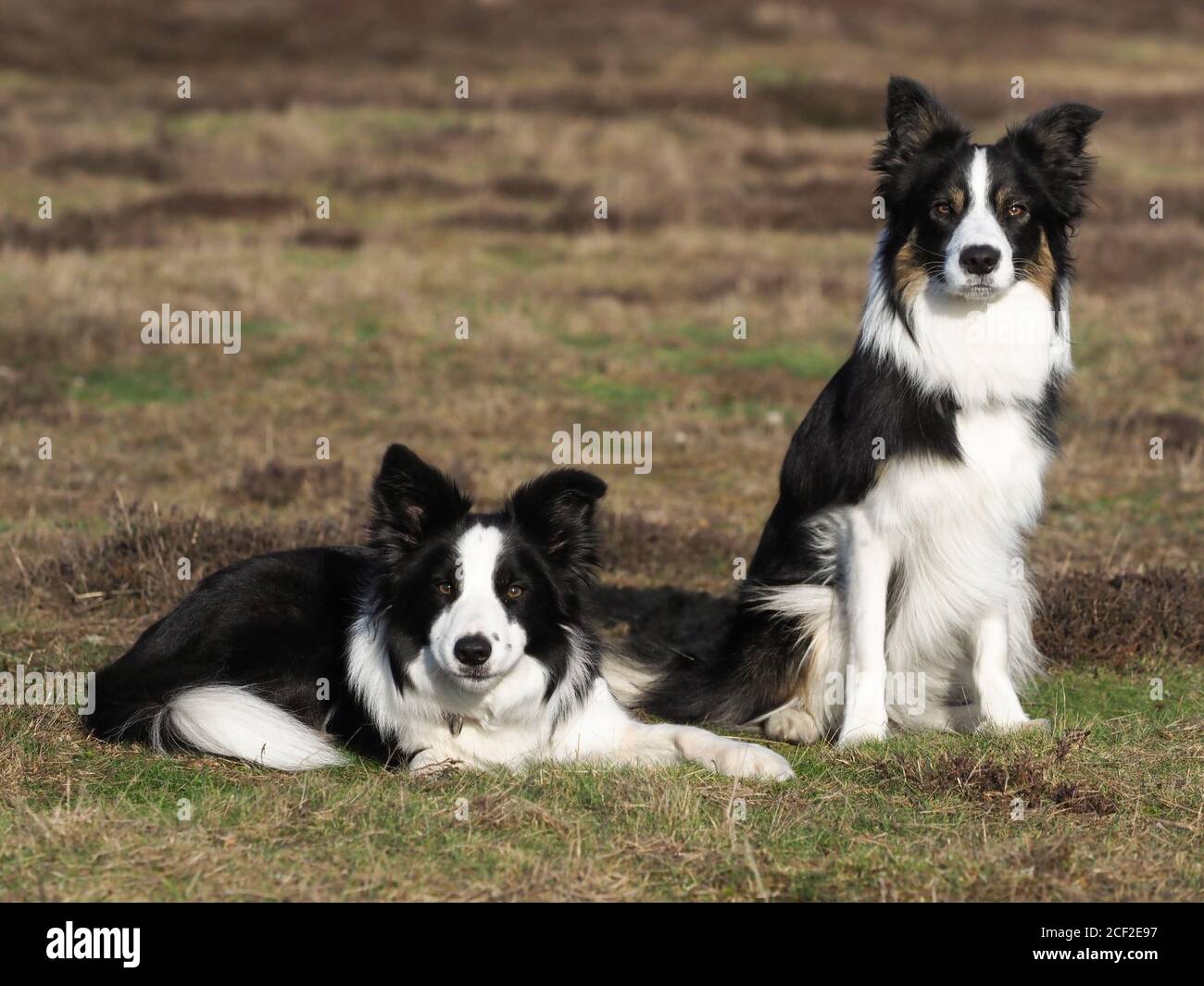 Two dogs sit down hi-res stock photography and images - Alamy