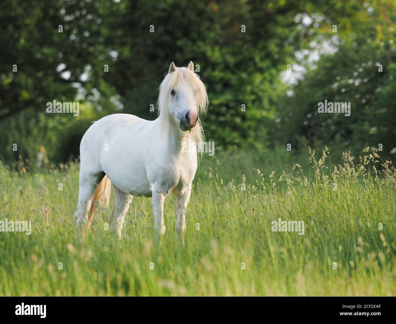 A grey pony stands in long summer grass Stock Photo - Alamy