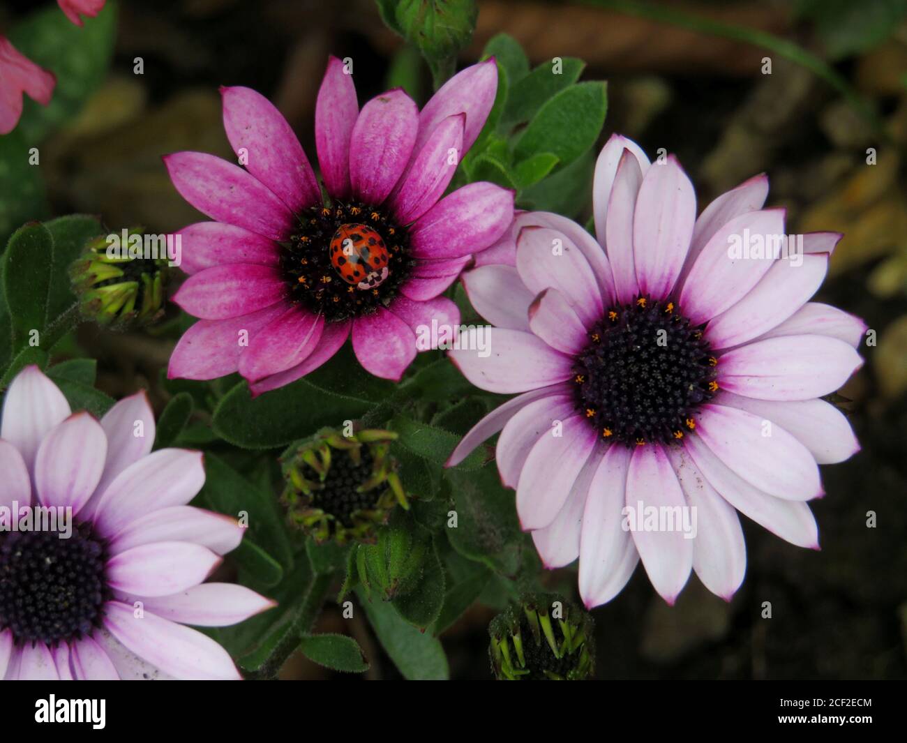 Ladybird feeding hi-res stock photography and images - Alamy