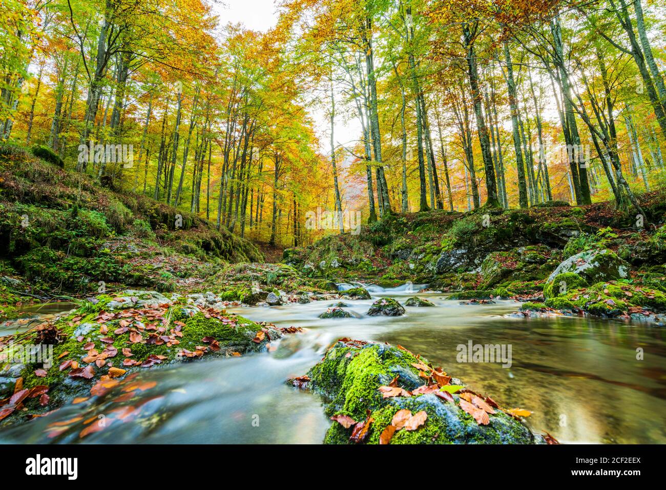 Autumn. Explosion of colors on the waterfalls and streams of the Val d ...