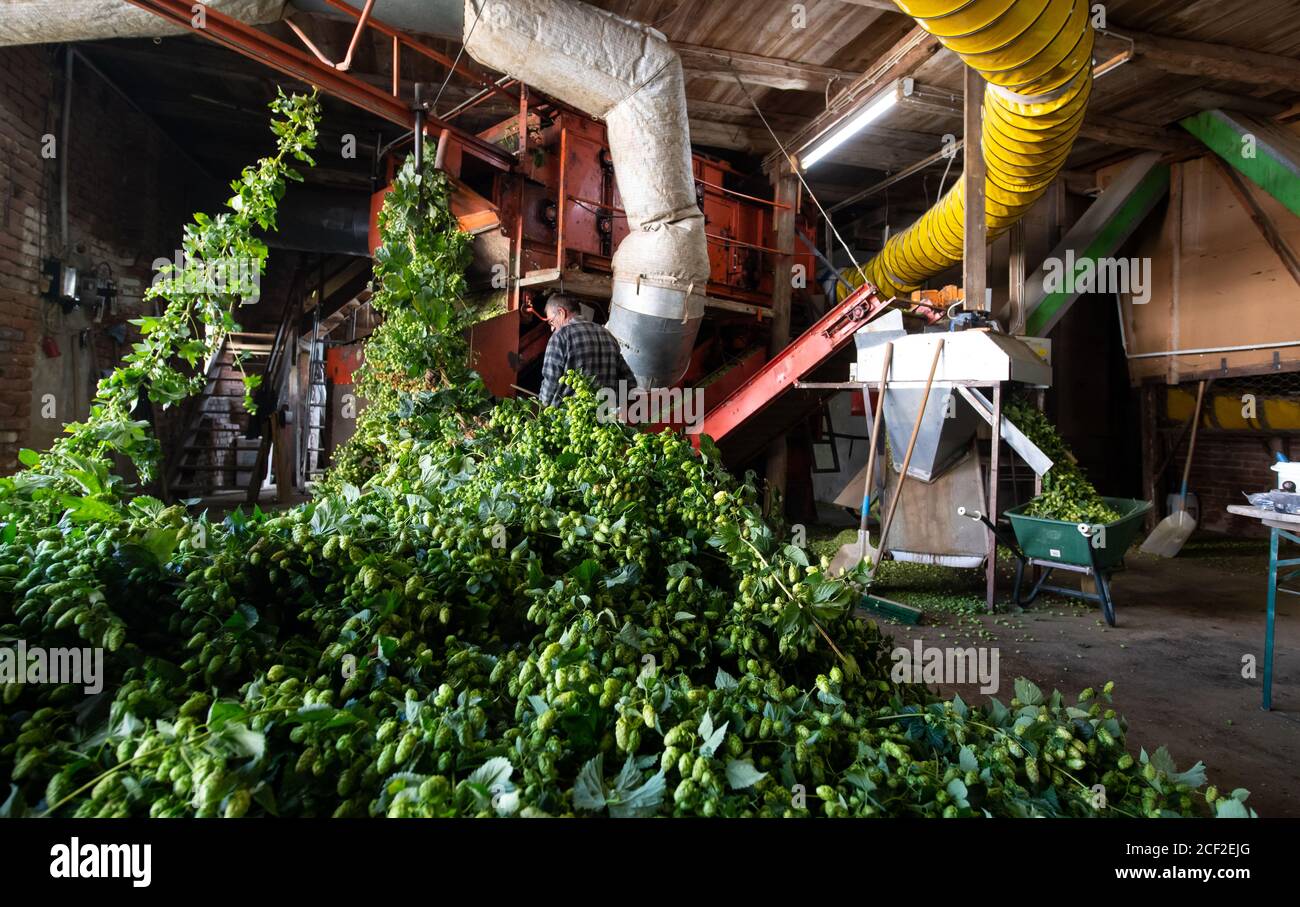 Hop picking machine hi-res stock photography and images - Alamy
