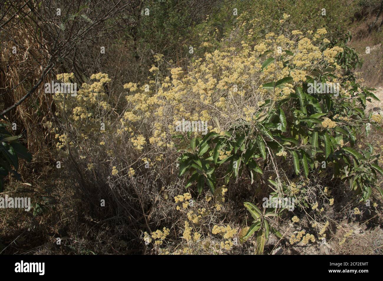 Macela Medicinal Plant in the Stone Hills in Brazil Stock Photo - Alamy