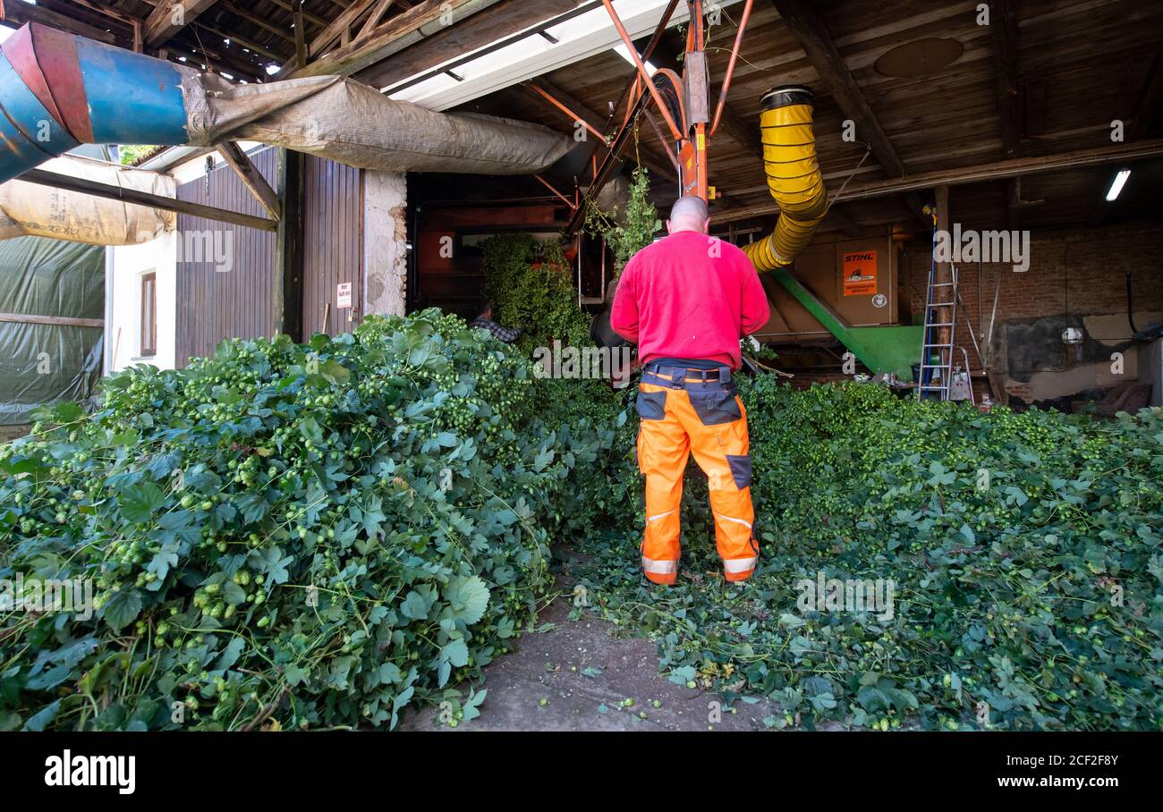Hop picking machine hi-res stock photography and images - Alamy