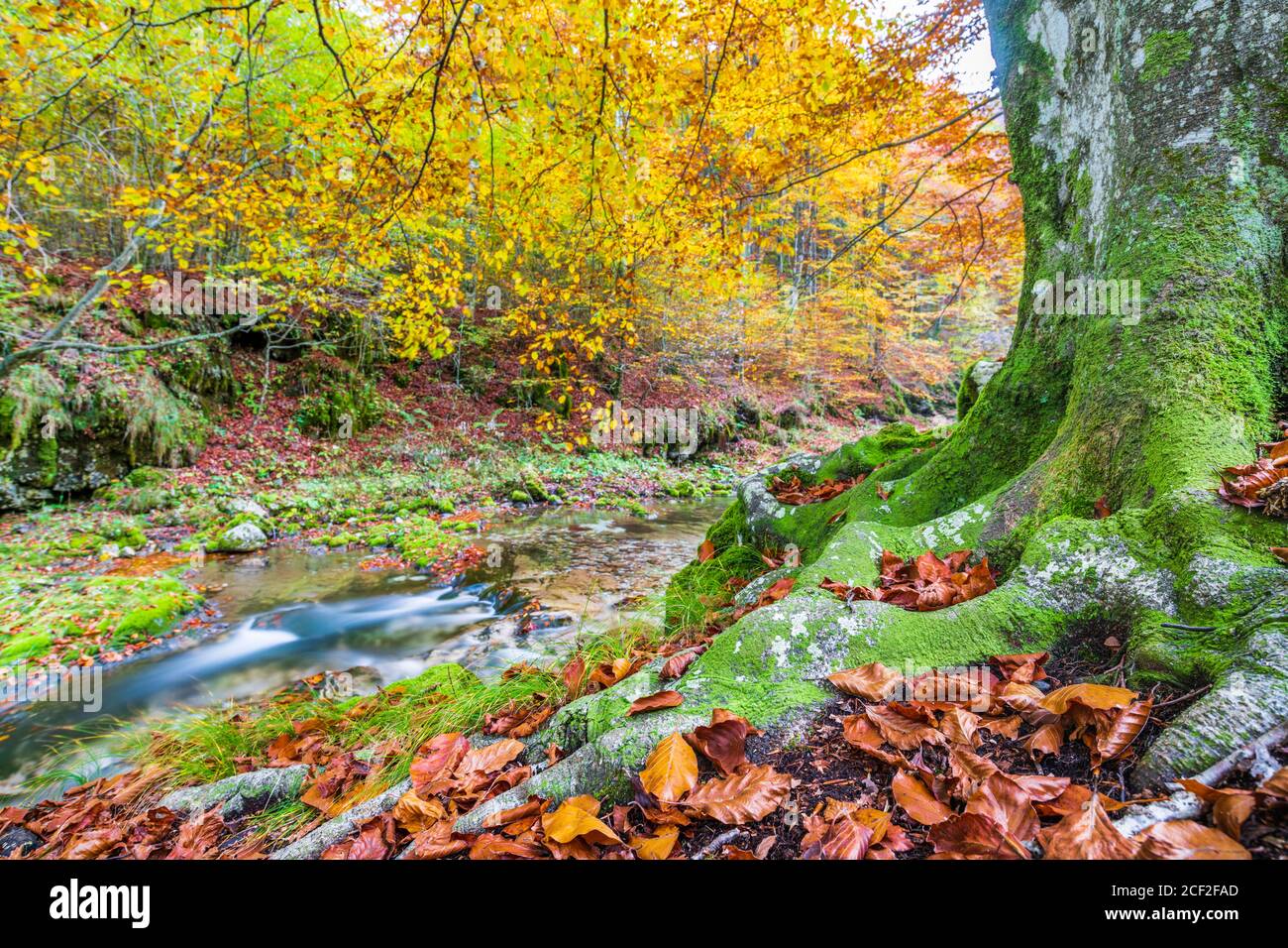 Autumn. Explosion of colors on the waterfalls and streams of the Val d ...