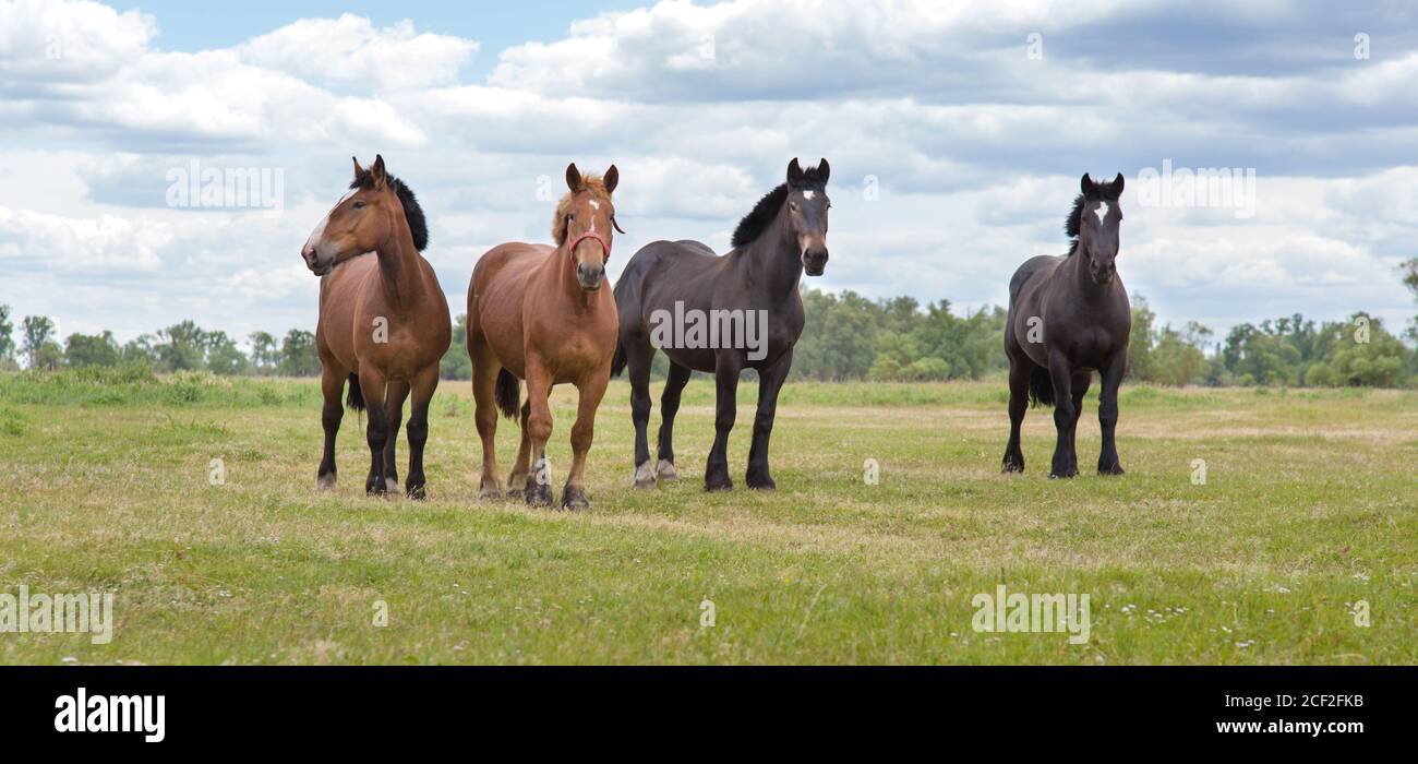 Group of draft horses on the meadow pasture, standing side by side ...