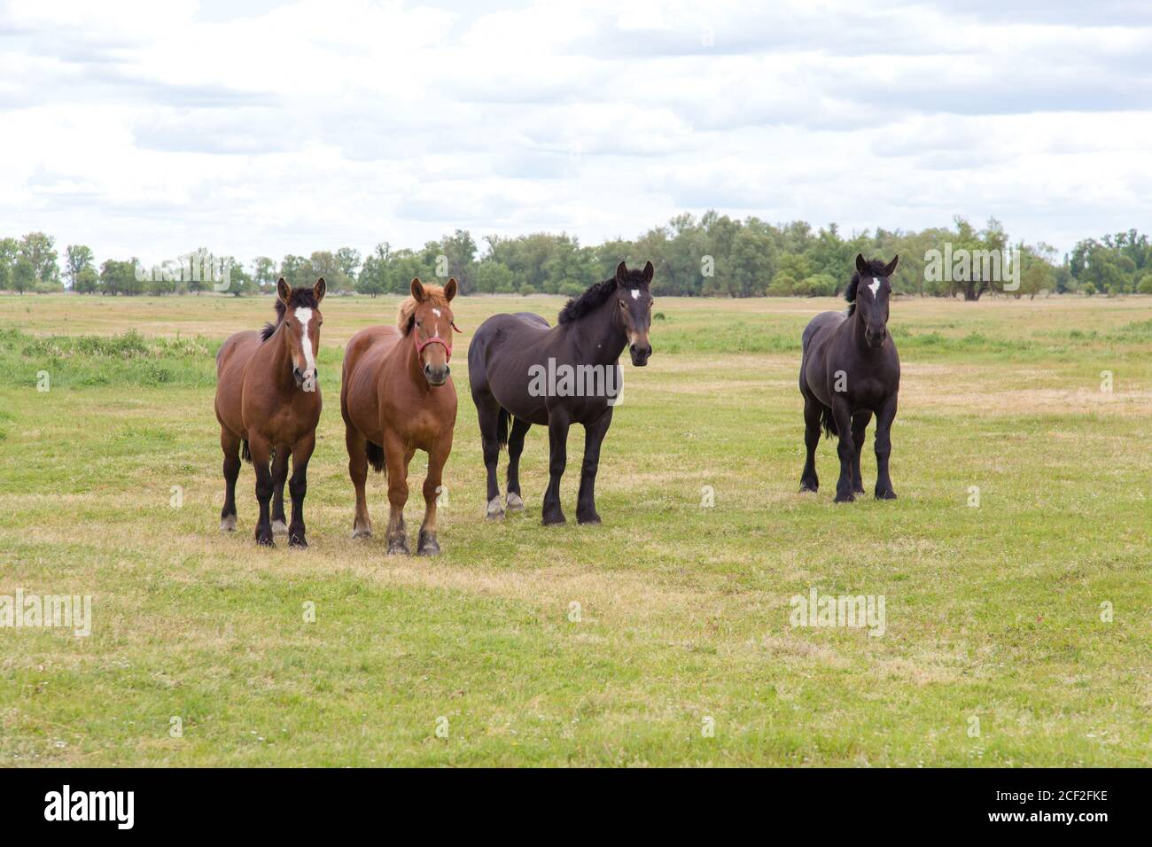 Group of draft horses on the meadow pasture, standing side by side ...