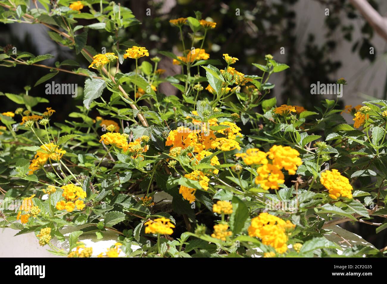 Yellow lantana flowers Stock Photo - Alamy