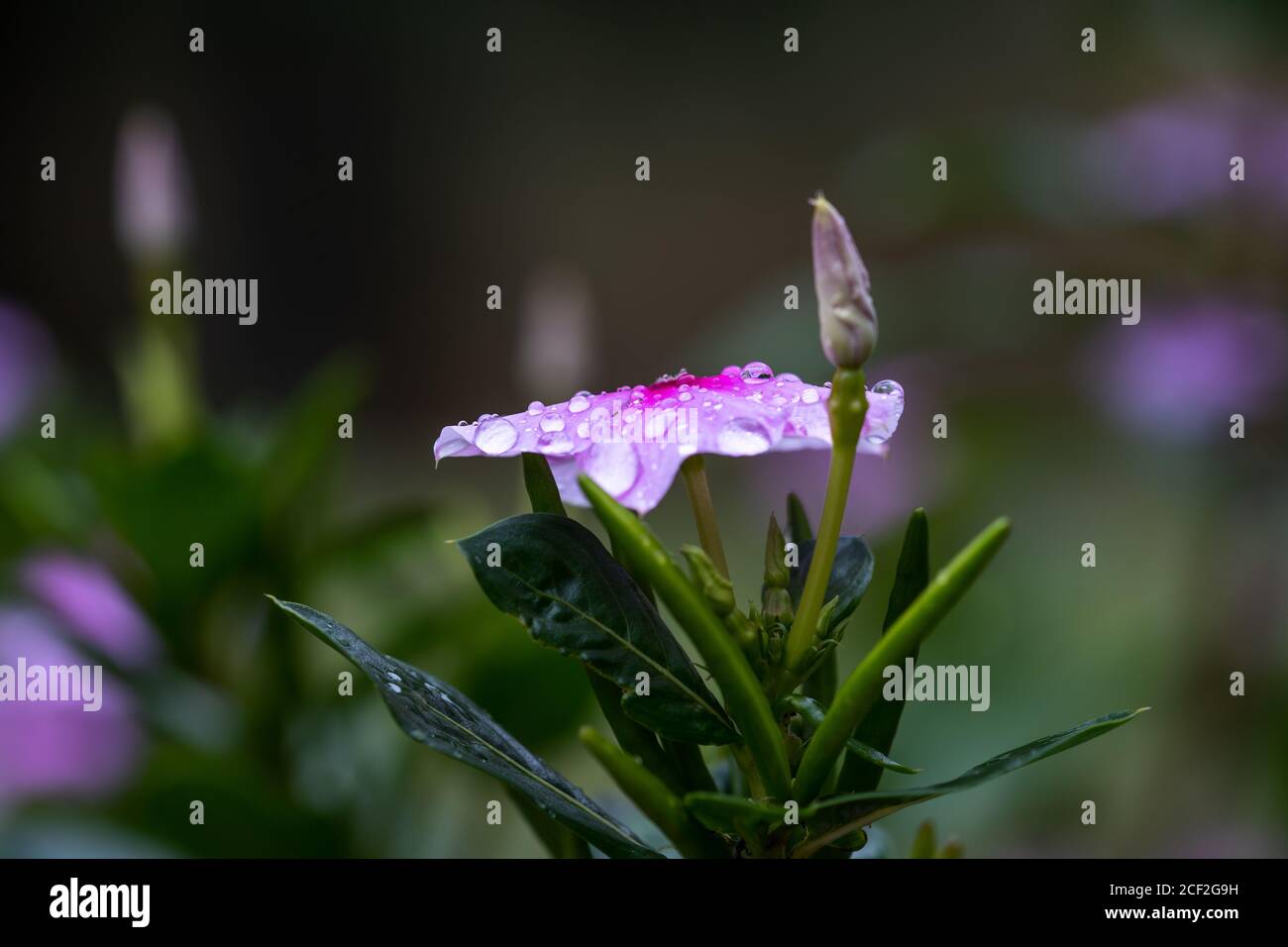 Pink flower covered in rain drops Stock Photo - Alamy