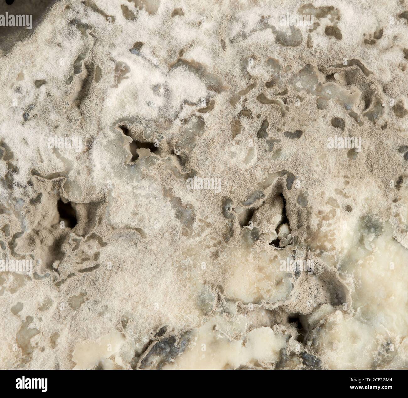 Blue mold on cheese hi-res stock photography and images - Alamy