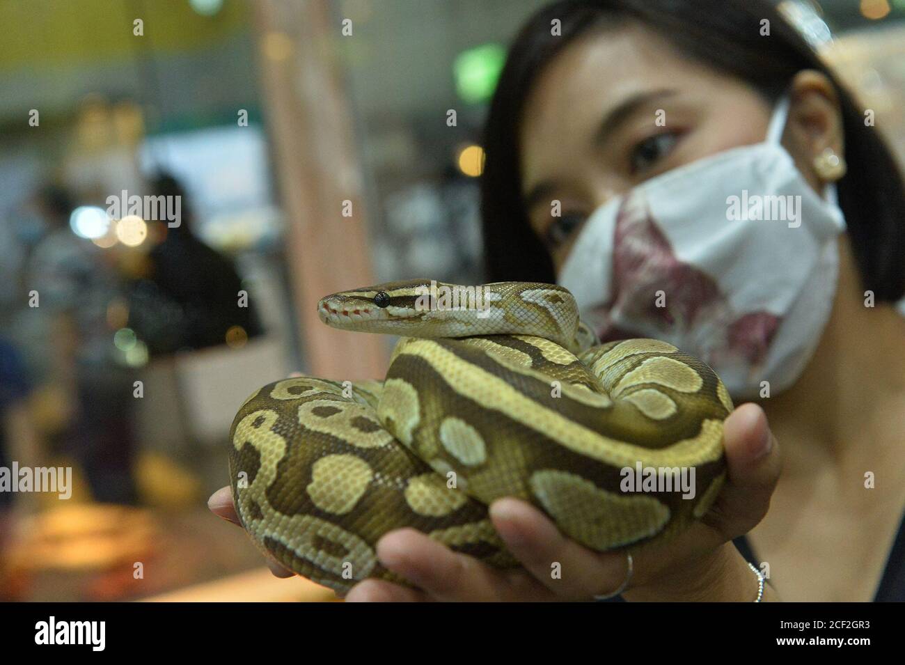 Bangkok. 3rd Sep, 2020. A woman holds a ball python during the Pet Expo Thailand 2020 at Bangkok ...