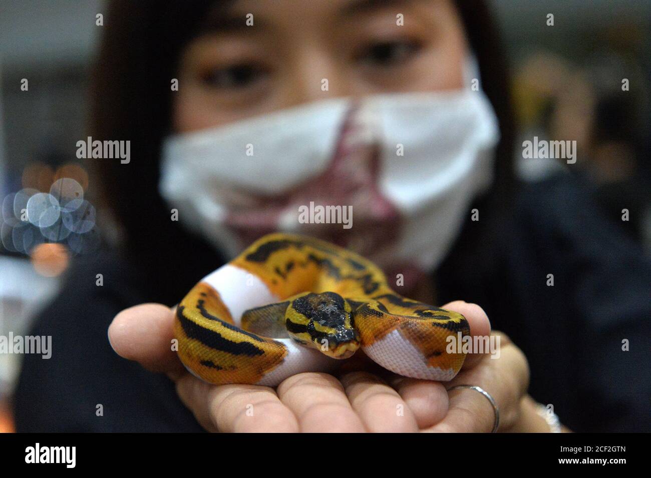 Pied ball python hi-res stock photography and images - Alamy