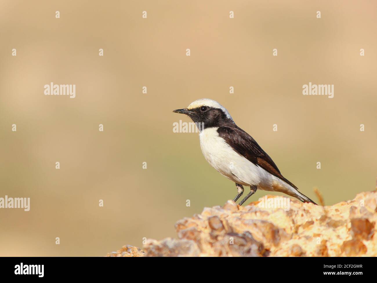 Female wheatear animals and birds hi-res stock photography and images ...