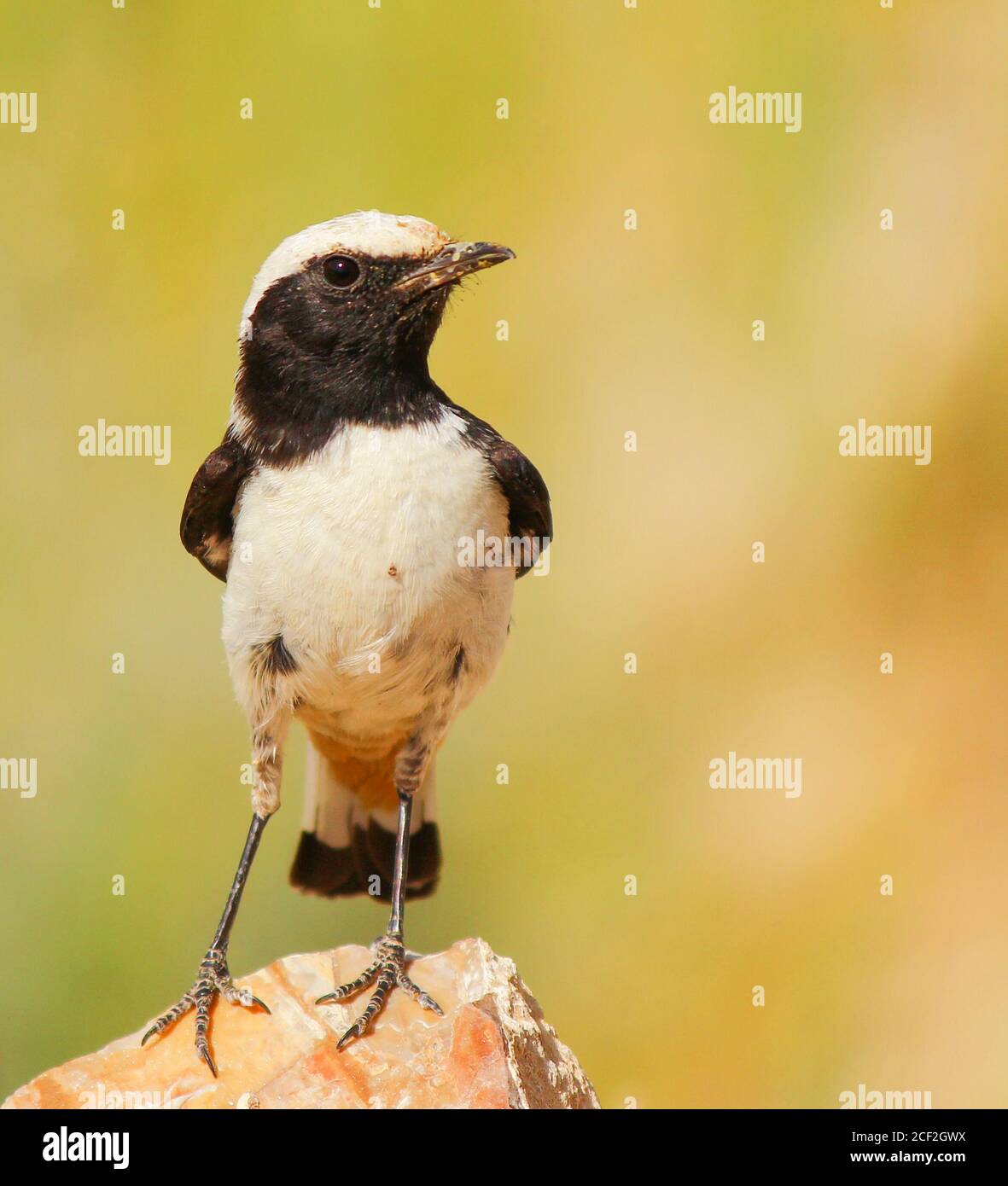 Baby wheatear hi-res stock photography and images - Alamy