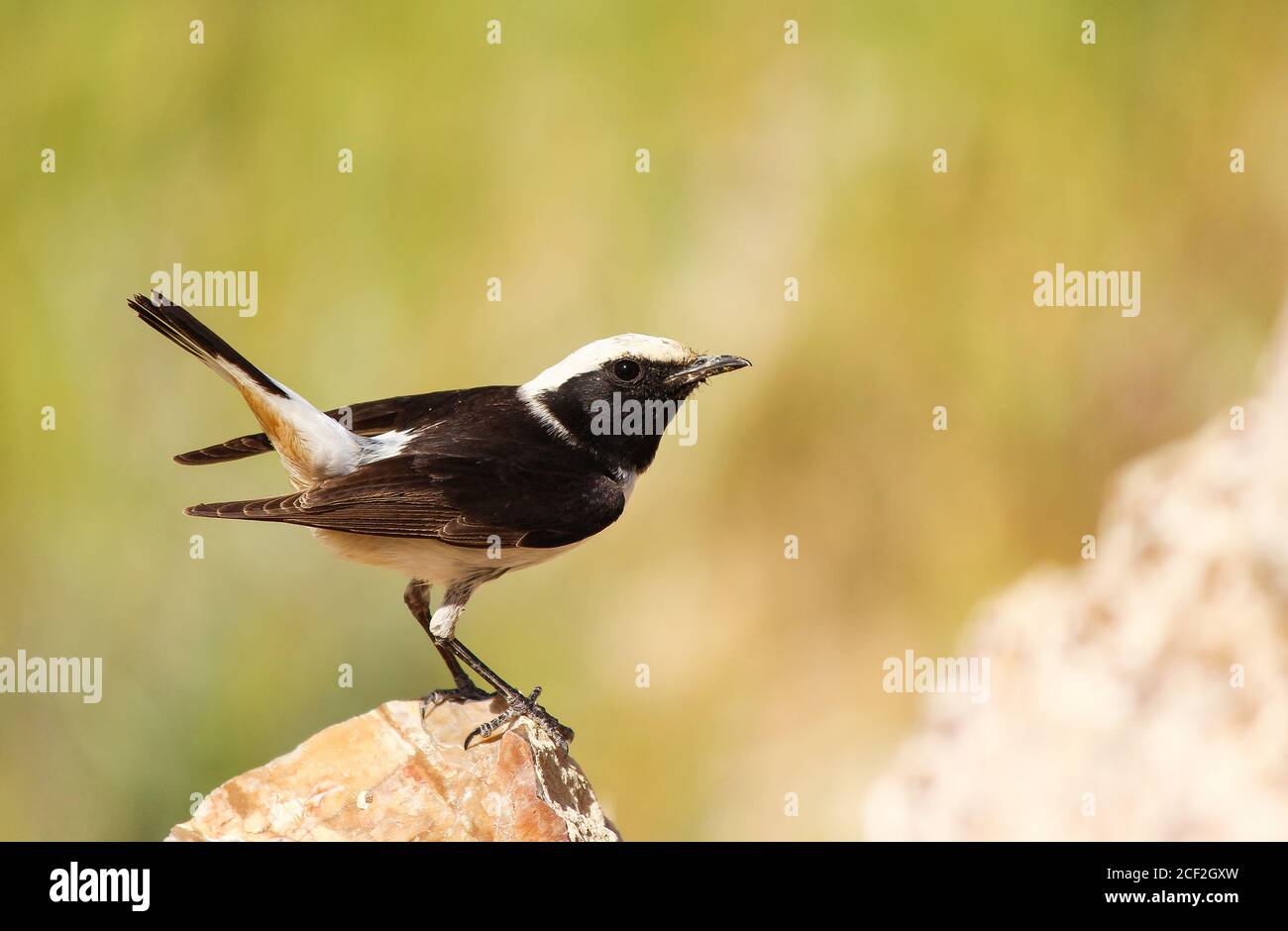 Mourning wheatear hi-res stock photography and images - Alamy