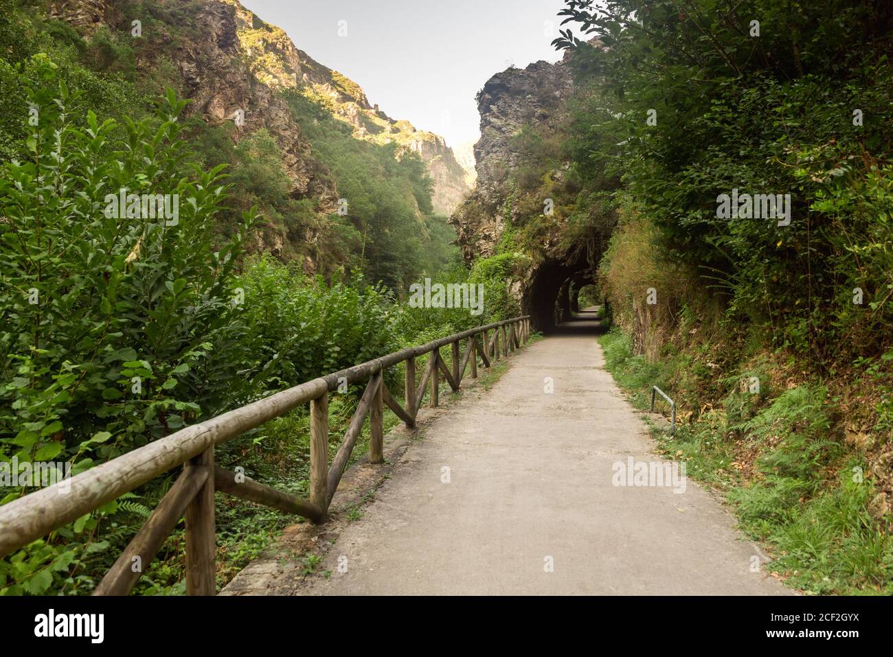 tunnel way in nature asturias spain Stock Photo - Alamy