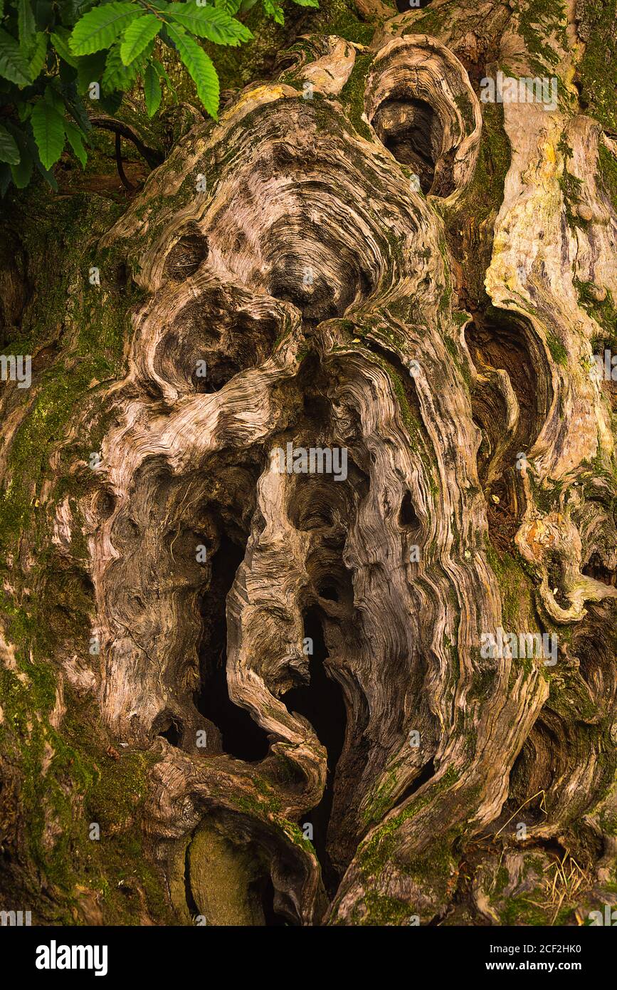 Chestnut texture hi-res stock photography and images - Alamy