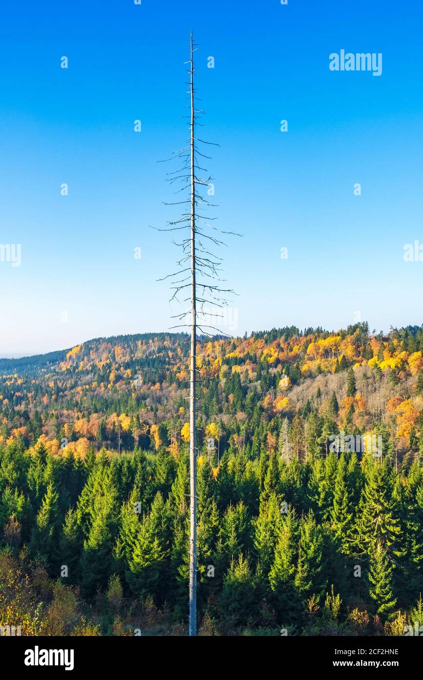 High tree snag and a beautiful autumn forest Stock Photo - Alamy