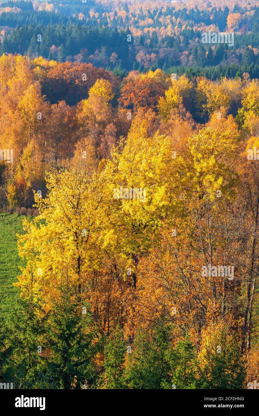 Colorful forest landscape lush area hi-res stock photography and images ...