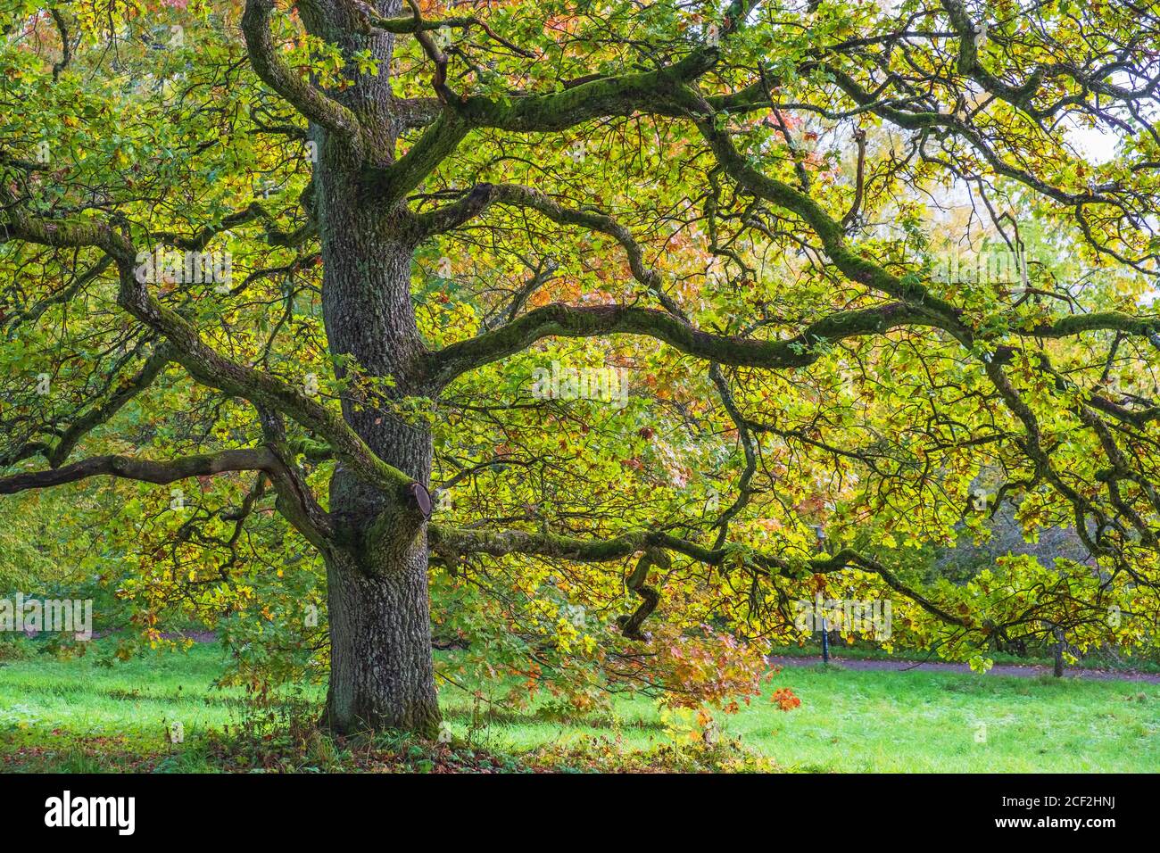 Old beautiful Oak tree with autumn colours Stock Photo - Alamy