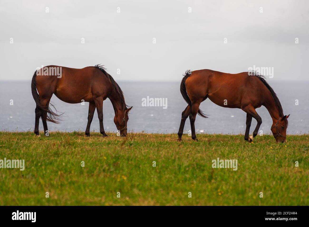 two horses eating atlantic landscape Stock Photo - Alamy
