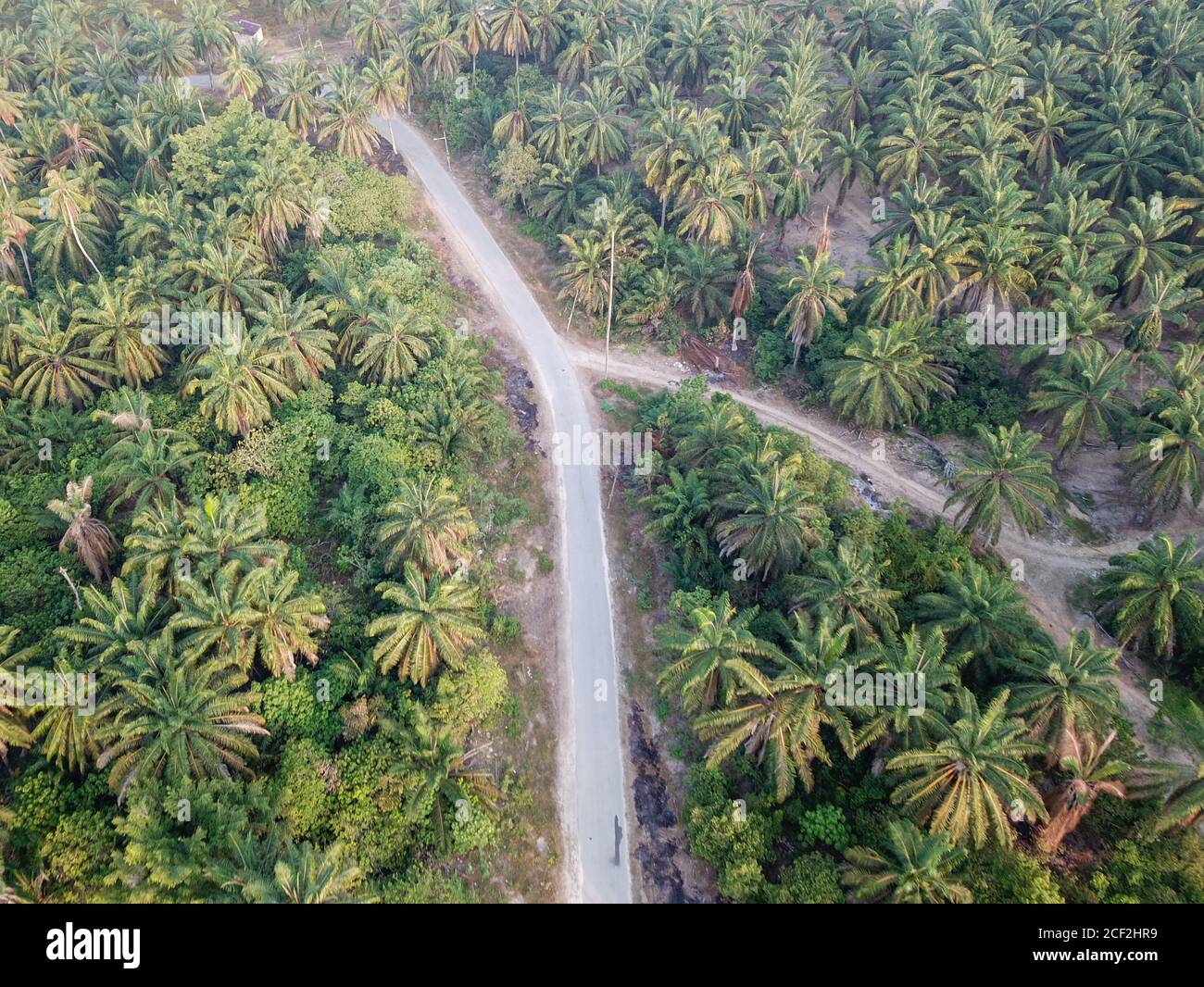 Small path in oil palm estate Stock Photo - Alamy