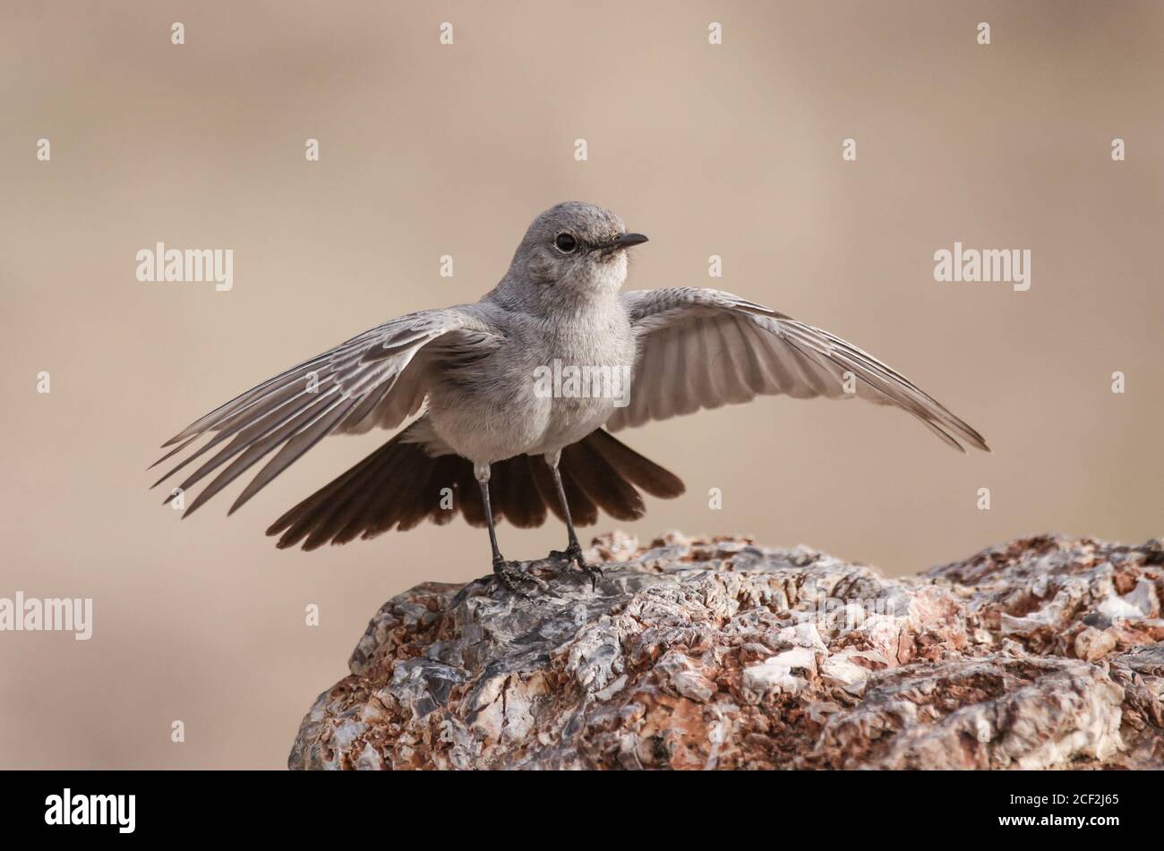 Black start hi-res stock photography and images - Alamy
