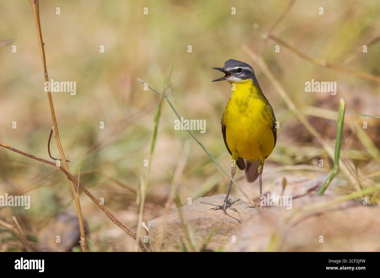 Yellow wagtail flying hi-res stock photography and images - Alamy