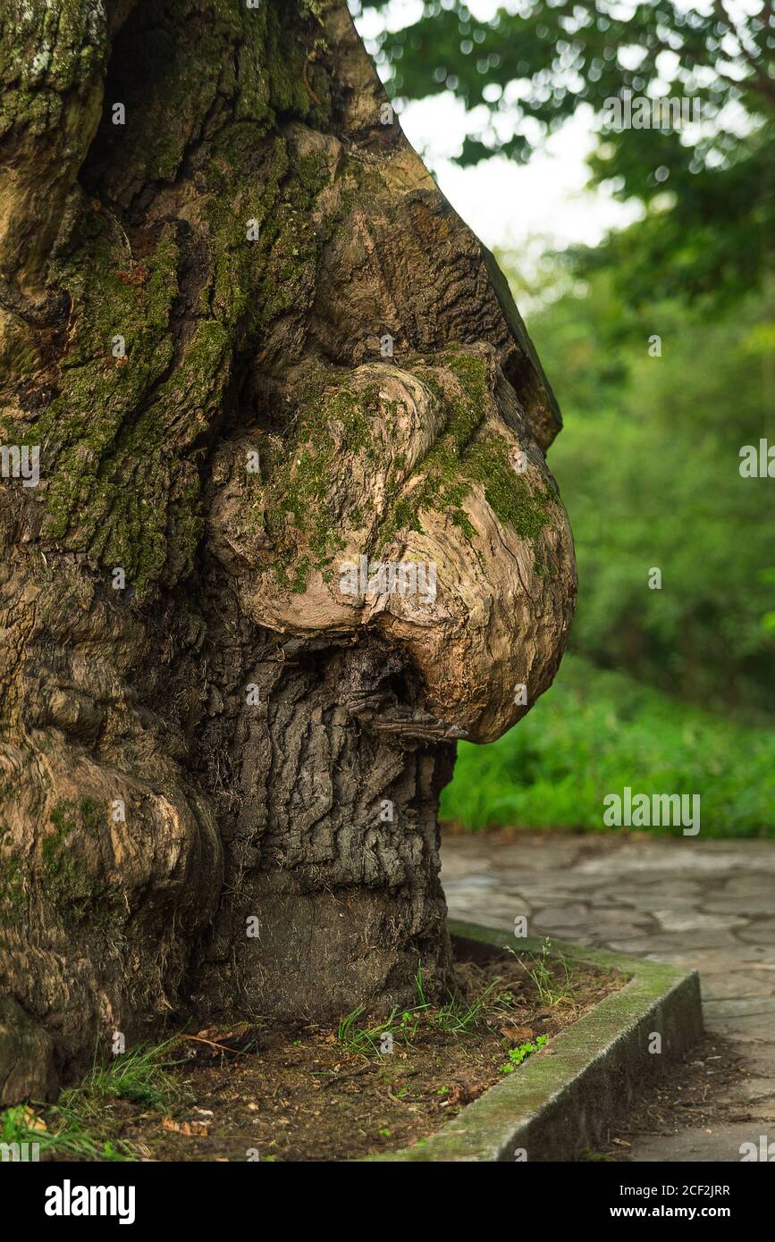 old chestnut texture tree trunk Stock Photo - Alamy