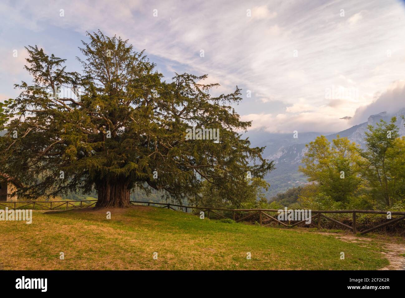 Famous old yew tree hi-res stock photography and images - Alamy