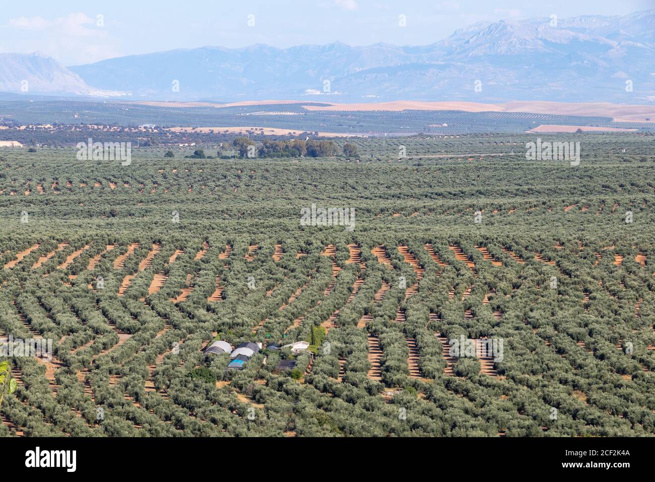 Olive tree fields hi-res stock photography and images - Alamy