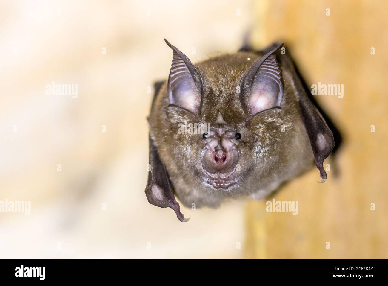 greater horseshoe bat (Rhinolophus ferrumequinum) occurs in Europe ...