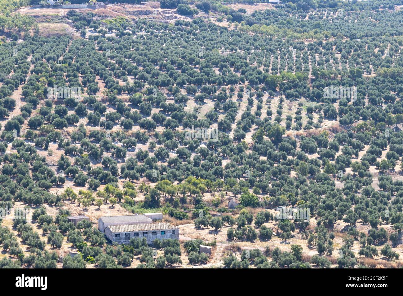 Olive tree fields in spain hi-res stock photography and images - Alamy