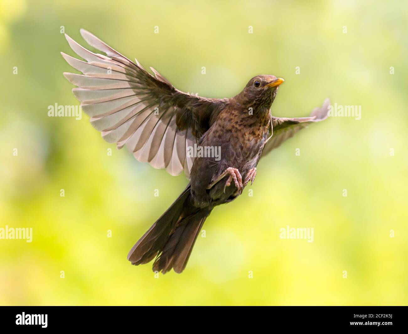 Blackbird flying isolated hi-res stock photography and images - Alamy