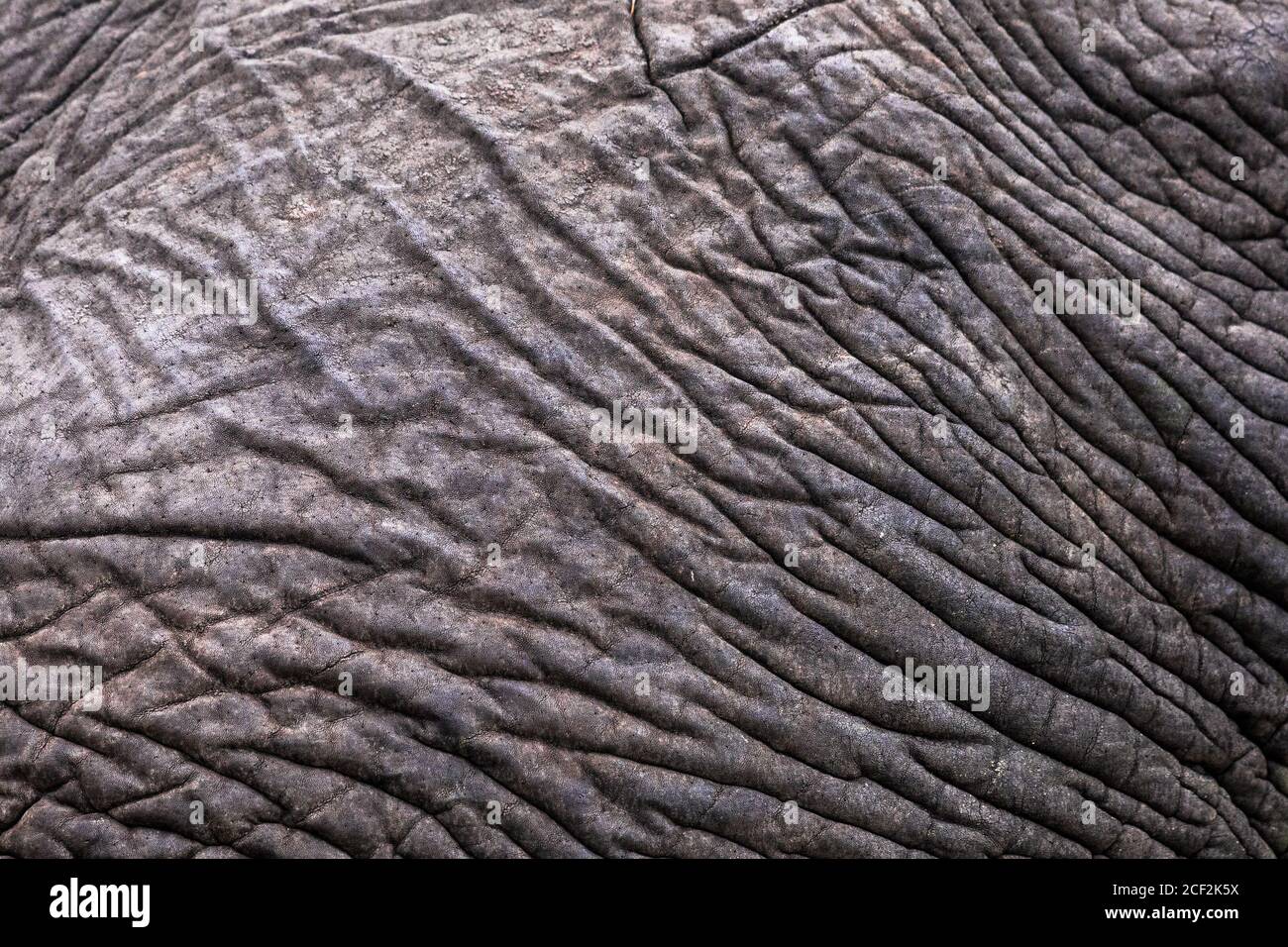 Elephant Skin Pattern