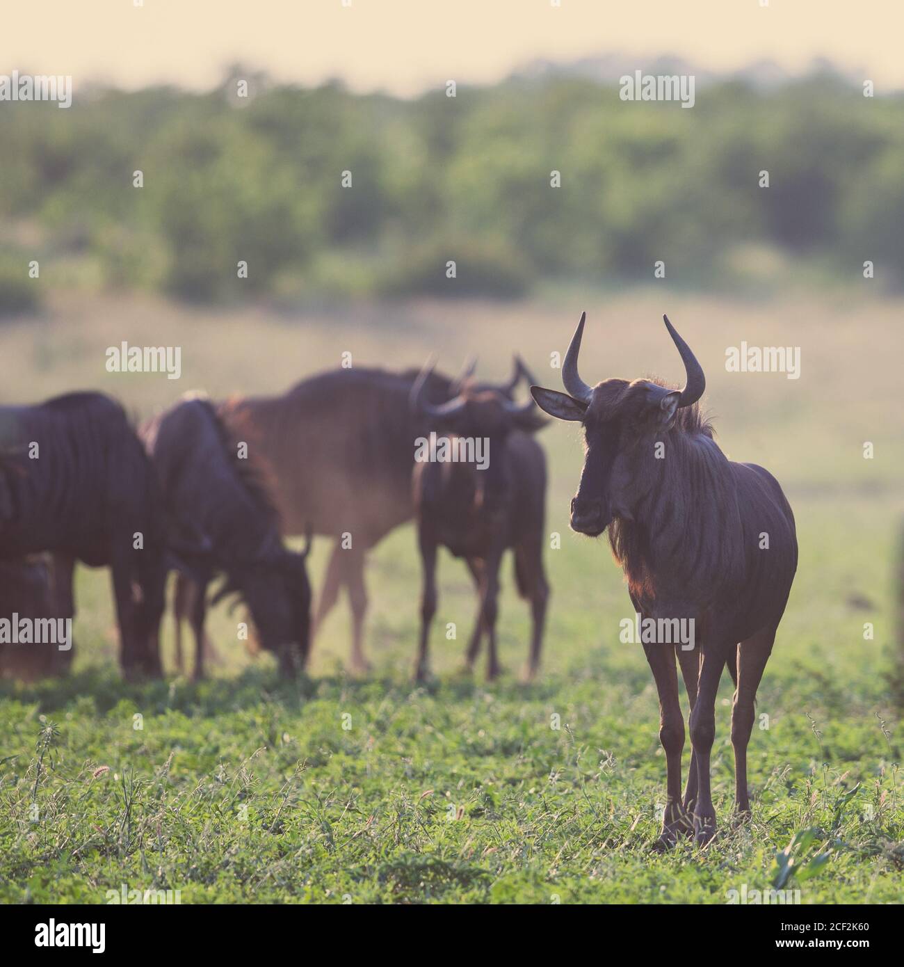 Blue wildebeest eating grass hi-res stock photography and images - Alamy